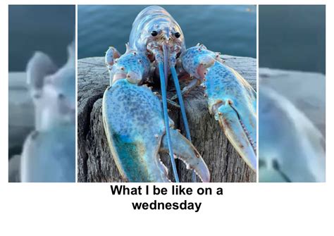 Blue Lobster Lobstered Meme Generator Piñata Farms The Best Meme