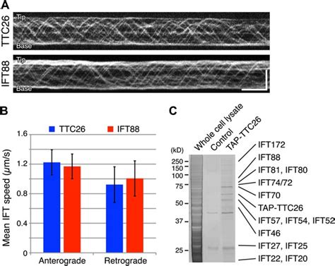 Figures And Data In TTC DYF Is An Intraflagellar Transport Protein Required For Transport Of