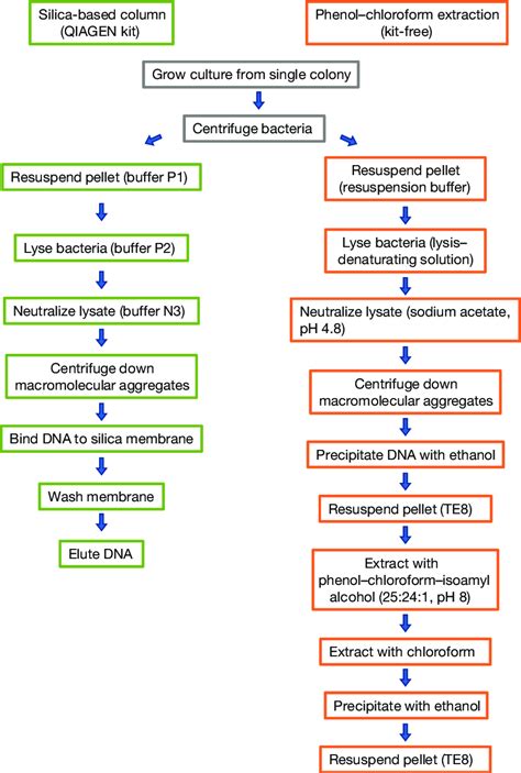 Comparing Workflows For Plasmid Dna Purification Download Scientific