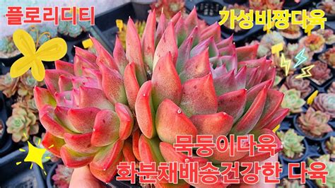 겨울에 키우기 쉬운 다육묵둥이다육가성비짱다육 010 7635 3562택배문자주문 콩나물다육 Youtube