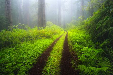 Обои лес дорога утро туман деревья природа пейзаж для рабочего стола раздел Природа