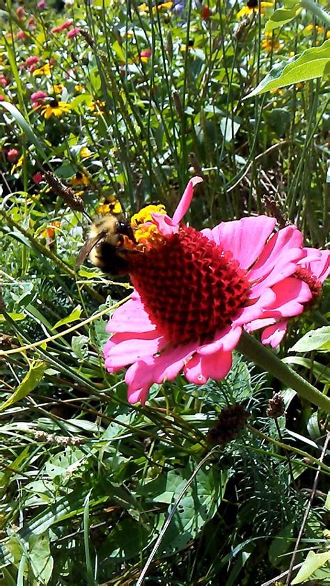 82 Summer Guide Nature Alliteration Adventures Ideas Nature