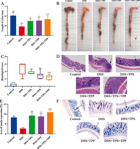 Pathological Indicators A Colon Length B Colon Image C Download Scientific Diagram