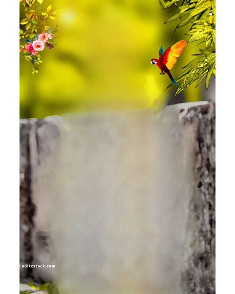 Butterfly Cb Background Natural Parrot