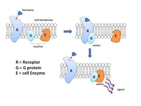 Structural Biochemistryg Proteins Wikibooks Open Books For An Open