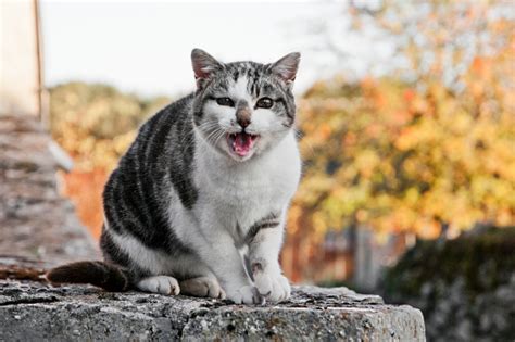 무료 사진 젊은 순종 흰색 새끼 고양이 벽 그레이 키티