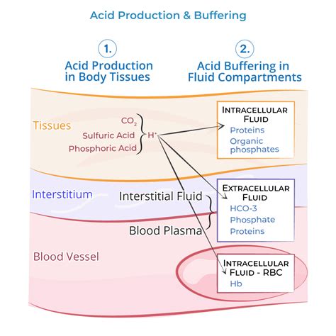Physiology Glossary Acid Base Regulation Ditki Medical And Biological Sciences