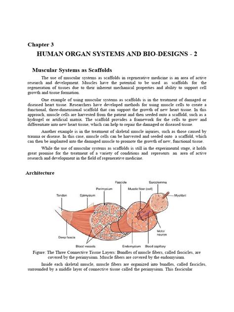 3 3 Muscle System As Scaffold Pdf Tissue Engineering Muscular Dystrophy