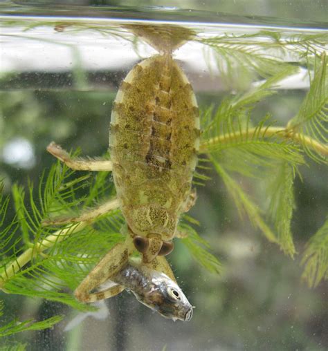 Giant Water Bug Stalks And Eats Fish Live Science