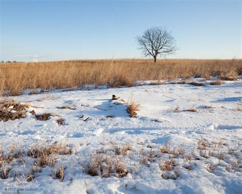 Nachusa Grasslands Winter Photo Gallery