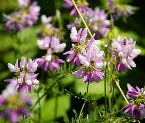 Crown Vetch Coronilla Varia Seeds