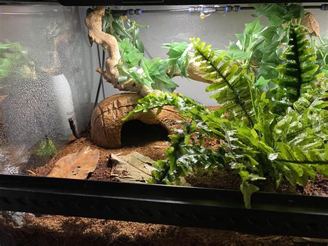 rate my setup r ballpython