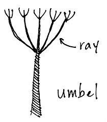 Giant Hogweed Vs Cow Parsnip Vs Water Hemlock Vs Wild Carrot Water Hemlock Cow Parsnip