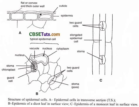 Plant Tissues Types Functions Xylem And Phloem Cbse Tuts