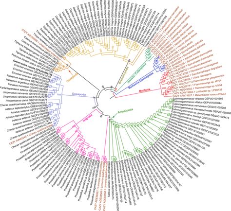 Maximum Likelihood Tree Depicting The Evolutionary Relationships Of Download Scientific Diagram