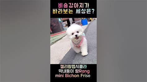 강아지의 행복한 표정 미니비숑프리제 Youtube