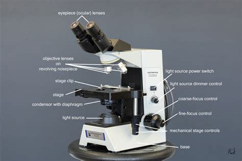 Microscope Labeling Diagram Quizlet