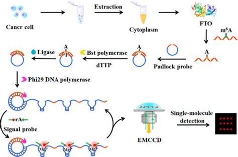 由单碱基延伸和连接驱动的多个 Dnazyme 的构建用于癌症组织中 Fto 的单分子监测 Analytical Chemistry X Mol