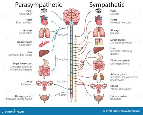 Parasympathetic And Sympathetic Nervous Systems Cartoon Vector