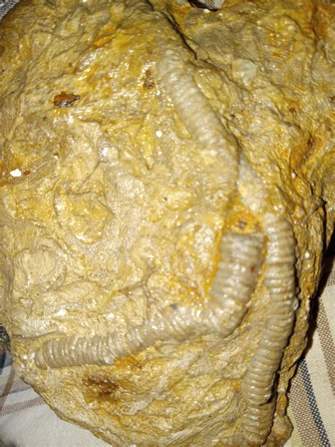 First Time Ever Searching Fossils Found In Normandy France At The