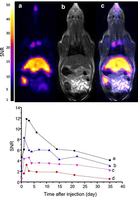 The Dependence On Snr Values From Time After Intravenous A D And Download Scientific Diagram