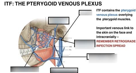Pterygoid Plexus