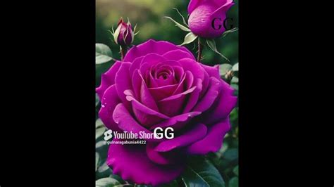 ჩემი მიქსი ვარდები Youtube