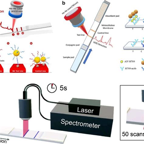 a sers based lfb for simultaneous detection of dual nucleic acids