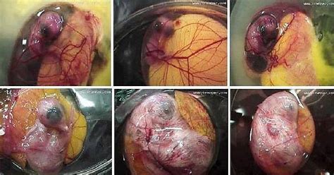 development of a chicken if this has already been posted i ll delete