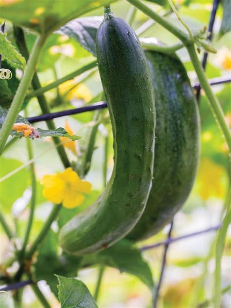 Cucumber Burpless Beauty Burpee