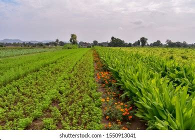 Crop Rotation Concept Agriculture Multiple Cropping Stock Photo Shutterstock