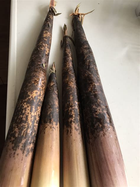 真竹と淡竹 Next Yoga