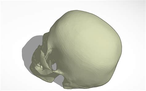 3d Design Scull Tinkercad