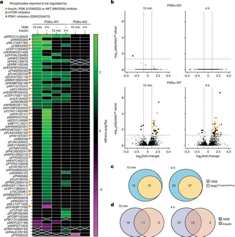 Phosphoproteomics Analysis Of Pi3kα Wt And Pi3kα Ko Mefs Cells Were