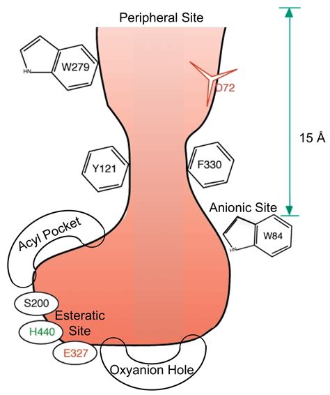 Acetylcholinesterase Structure