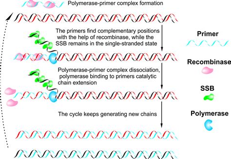 Fluorescent Reverse Transcription Recombinase Aided Amplification Assay