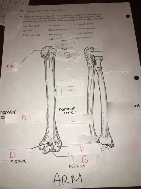 Humerus Diagram Quizlet