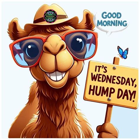 Camel Cartoon Hump Day