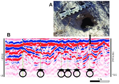 A A Dome Shaped Burrow Entrance Within A Vegetated Parabolic Blowout Download Scientific