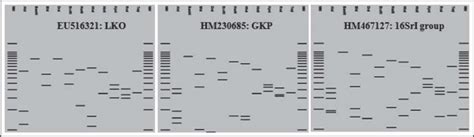 In Silico Rflp Analyses Of Phytoplasma 16s Rdna From Marigold Plants
