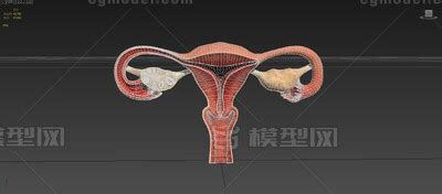 卵巢生殖器 宫口模型 人体器官 组织模型库 3ds Max Max 模型下载 Cg模型网