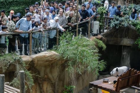 prime minister anwar ibrahim aims to extend stay of giant pandas in