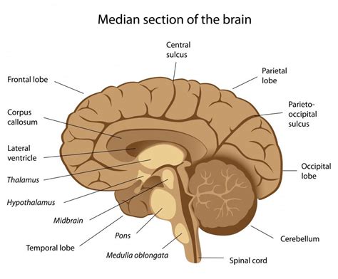 What Causes Midbrain Activation With Pictures