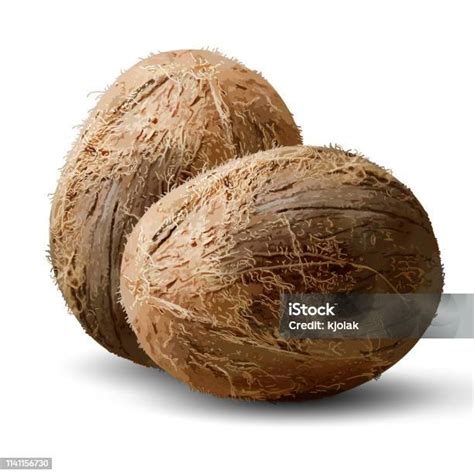 흰색 배경에 두 개의 전체 코코넛 견과류 3d 벡터입니다 높은 상세한 현실적인 그림 코코넛에 대한 스톡 벡터 아트 및 기타 이미지 코코넛 0명 갈색 Istock