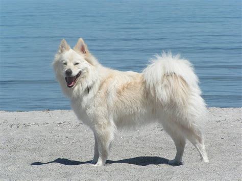 Züchter Im Vdh Martin Eckhardt Die Offizielle Website Für Vdh Welpen