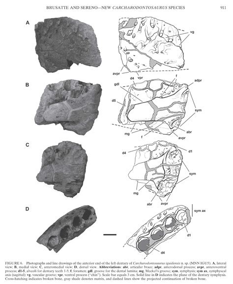 Carcharodontosaurus Iguidensis Fossil Id The Fossil Forum