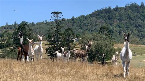 The Llama Farm