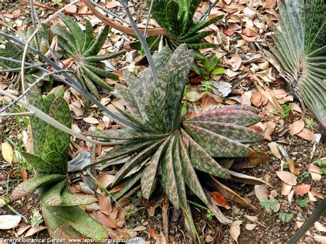 Succulent Atlas Peter Lapshin