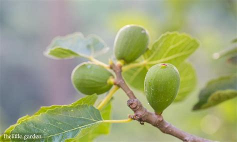 11 Different Types Of Fig Trees With Pictures Fascinating Varieties