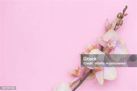 파스텔 핑크 배경 상단 뷰 플랫 평지에 아름다운 팔래노시스 의 장초 꽃 공간을 복사합니다 여성 소녀 아내를위한 꽃 카드 0명에 대한 스톡 사진 및 기타 이미지 Istock